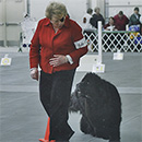 Newfoundland Club of America: Celebrating Hard Working Working Dogs